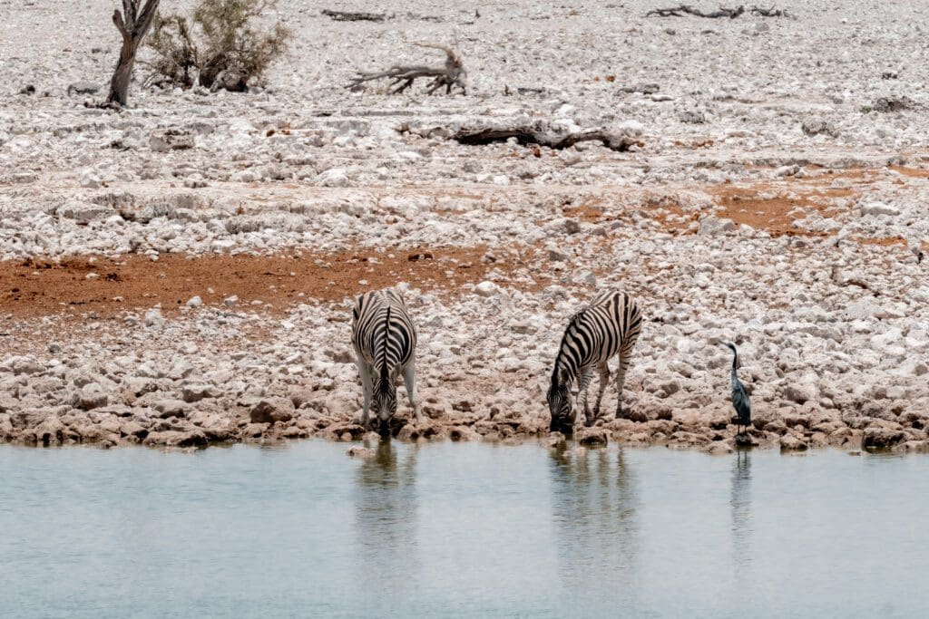 Discover Namibia - 2026 - Tour - Nomad Africa Tours & Safaris